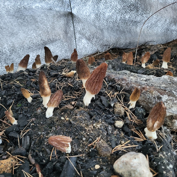 Culture de la morille - Atelier à la ferme | Violon et Champignon