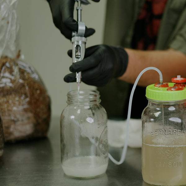 Formation sur la culture liquide du mycélium | Violon et Champignon